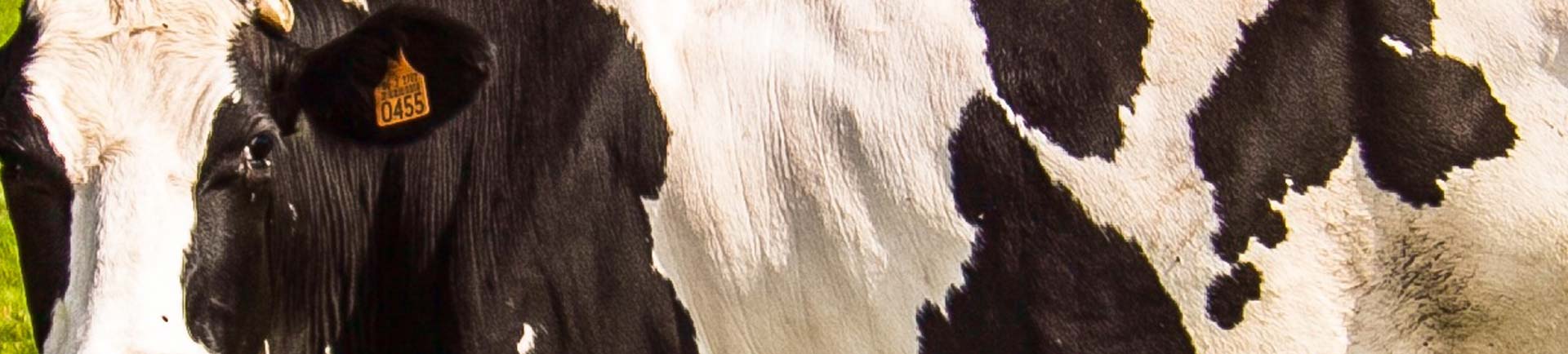 De beste koeienvachtverzorging vind je op Macrovet.nl